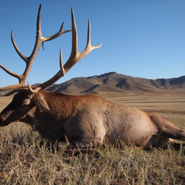 Safari in Mongolia - Maral, Mongolian Gazelle, Siberia Roe Deer - Fox ...